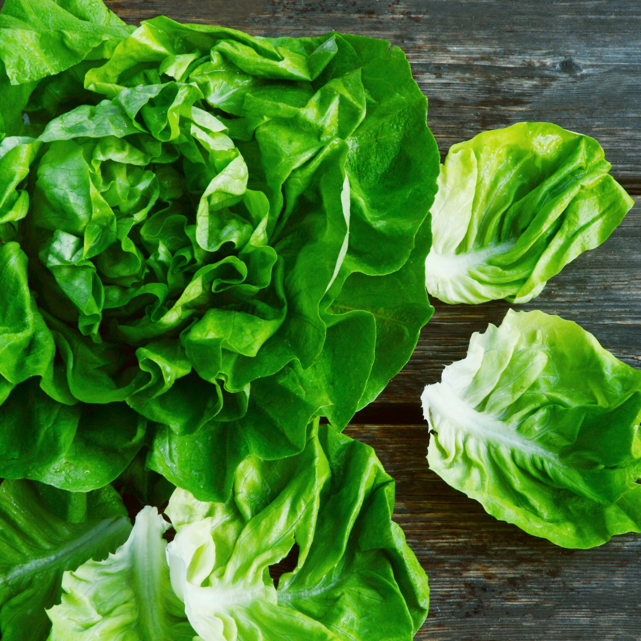 Buttercrunch Lettuce Seeds | Sweet Crisp Garden Lettuce – Woods Creek Seeds